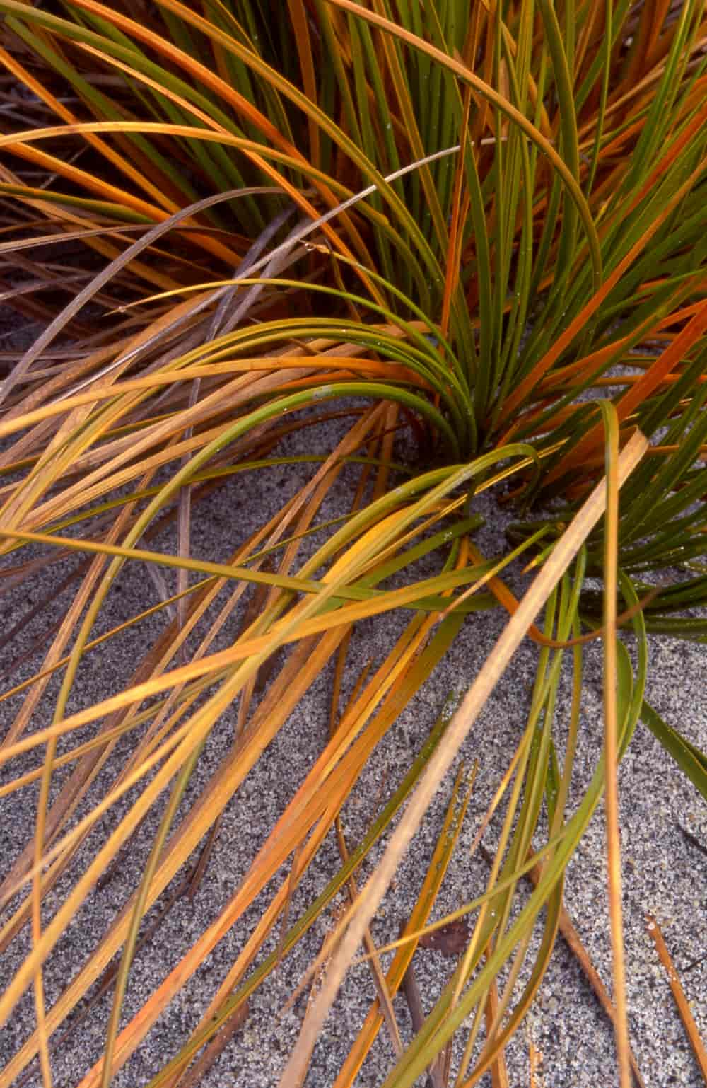 Kaitiakitanga: seeing nature as your elder - The Dig